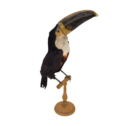 Ramphastos Vitellinus Tucà Ariel Museu Virtual De La Universitat De