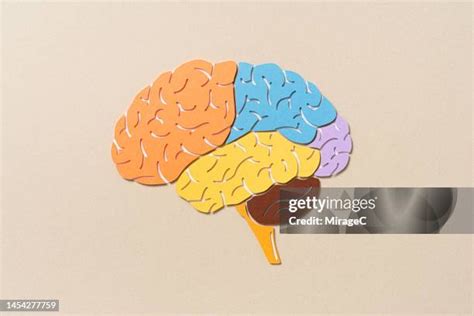 Layers Of The Brain Photos And Premium High Res Pictures Getty Images
