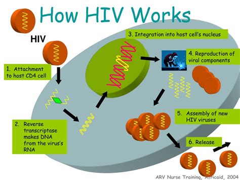 Ppt What Are Antiretrovirals Powerpoint Presentation Free Download