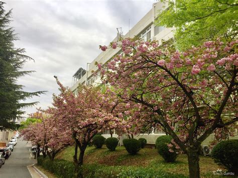 Spring Campus In Korea Kyungpook University In Daegu Enjoy Spring