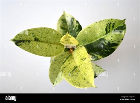 Ficus Elastica Moonshine Rubber Tree Houseplant With Variegated Green
