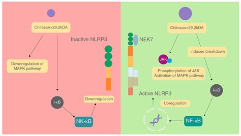 Chitin In Controlling The Nlrp3 Inflammasome Encyclopedia Mdpi