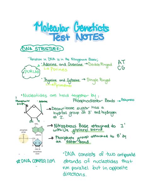 Molecular Genetics Notes Molecular Genetics Test Notes Dnastruetrettin Variation In Dna Is In Molecular Genetics Notes Molecular Genetics Test Notes Dnastruetrettin Variation In Dna Is In