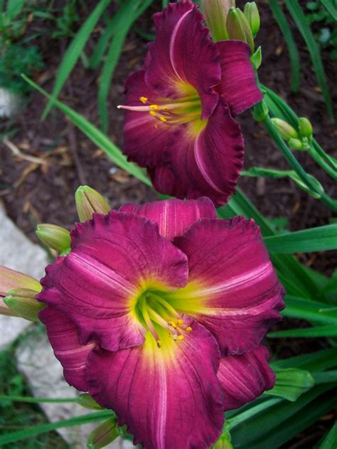 Discover 70 Different Daylily Varieties