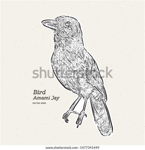 Lidths Jay Garrulus Lidthi Amami Island Stock Vector Royalty Free 1477341449 Shutterstock