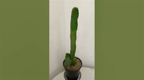 عالم النباتات المنزليةنبات صبار السيريس Youtube
