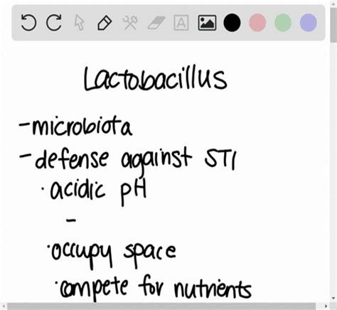 Solved With The Exception Of The Vagina And Distal Urethra The Male