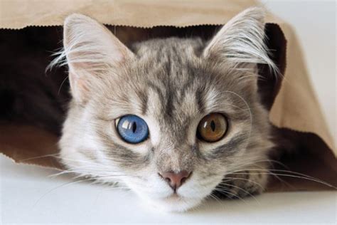 150 Best Royal Cat Names For Regal And Noble Kittens