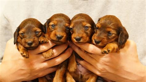 【live】犬好きが集まるシルトクレーテlive配信【2023 12 4】 Youtube