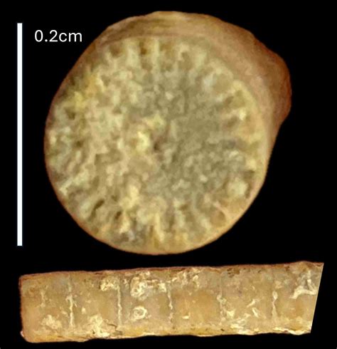 Fossils Of Mineral Wells Fossil Park Fossil Site