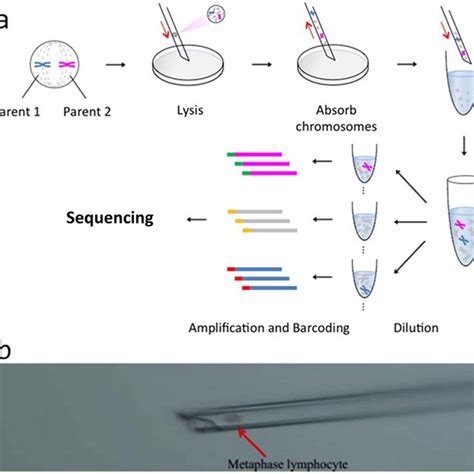 Single Chromosome Sequencing Scs Analysis Of An Xxy Chromosome