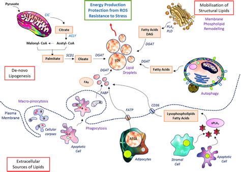 Setup Of Lipid Metabolism In Malignant Cells Lipid Metabolic Pathways