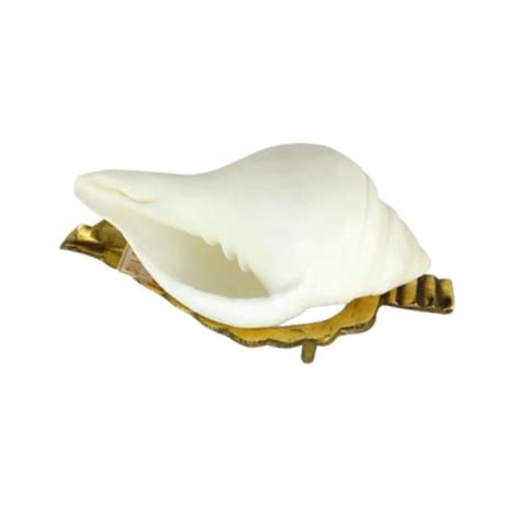 Mayapuri Small Size Natural Jal Sankhasankhpuja Sankha White Conch