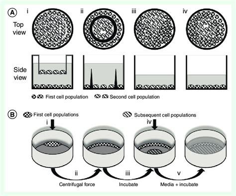 Schematic Diagram Of Co Culture Methods And Steps A Transwell Inserts Download Scientific