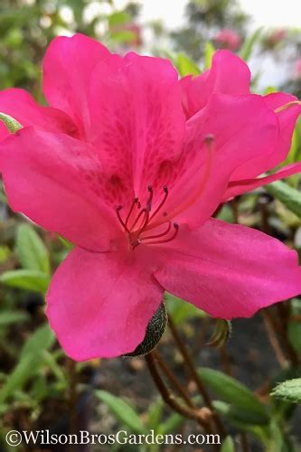 Buy The Best Dwarf Azalea Bushes And Shrubs For Sale Online From Wilson