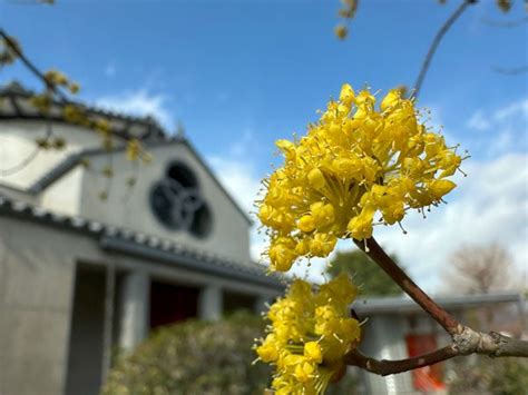 十念寺の山茱萸 京都ちゅーすけのブログ