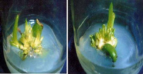 Callus Formation And Shoot Regeneration In Aloe Vera Callus Induction