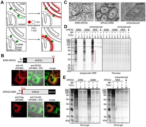 Figures And Data In Proteomic Mapping Of Cytosol Facing Outer Mitochondrial And Er Membranes In