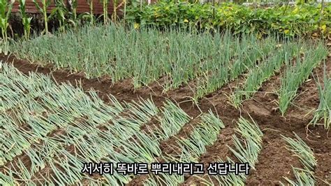 대파 모종 심기 Youtube