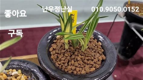 천종 난인의날 천종가격천종판매 Youtube