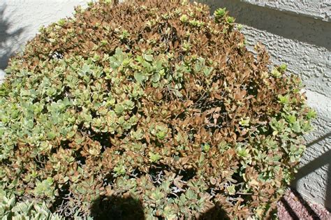 Xtremehorticulture Of The Desert Podocarpus Leaf Scorch Update From