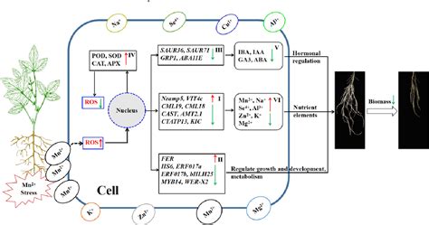 Figure 2 From Transcriptome Sequencing Analysis Of Root In Soybean