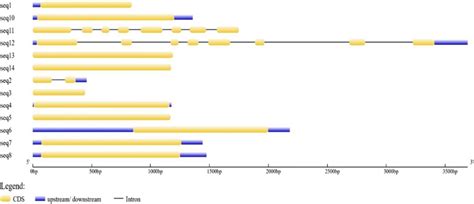 Schematic Diagrams Of Exon And Intron Organization For Delta 15