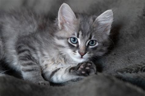 Отдам котеночка мальчик в добрые руки г Луганск малыш игривый и