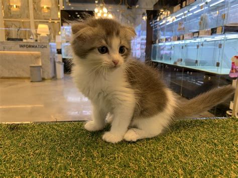 폴드 남아 499000 웰시코기 치와와 닥스훈트 고양이입양 요크셔테리어 토이푸들 유기견보호소 러시안블루 강아지무료분양 고양이무료분양 도그마루 라이트 먼치킨고양이