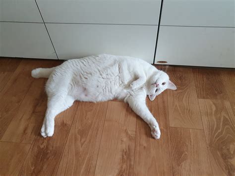 메이플스토리 인벤 지저분한 대걸레 12억에 팔림 메이플스토리 인벤 자유게시판 구