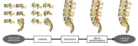 Figure 1 From Efficient Generation Of 3d Lumbar Spine Models An Anatomy Driven Approach With