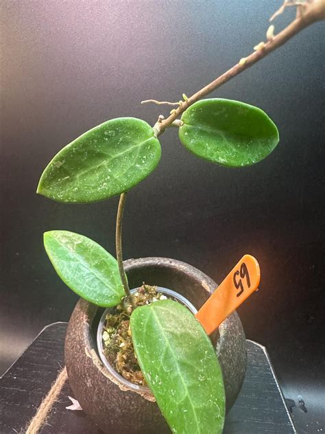 Hoya Macrophylla Splash 65 Etsy