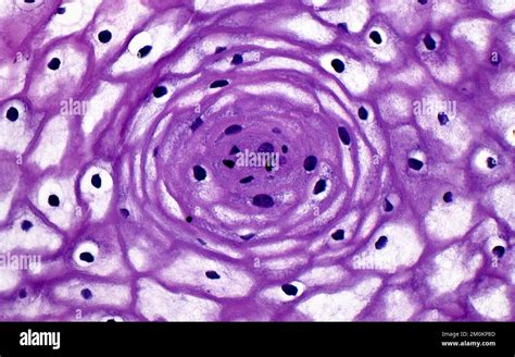Cervix Squamous Cells Light Micrograph Stock Photo Alamy