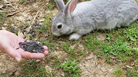 Can Rabbits Eat Salted Sunflower Seeds Whyrabbitscom
