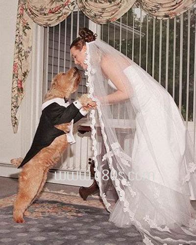 10 Most Weirdest Marriages Design Swan