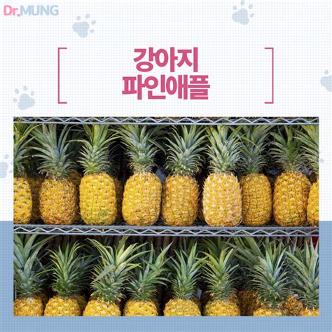 강아지 파인애플 먹어도 되나요