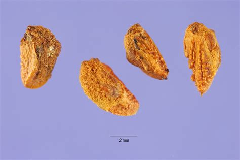 usda plants database