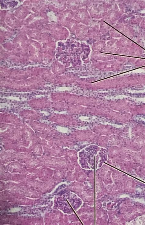 Lab Histology 24 Diagram Quizlet