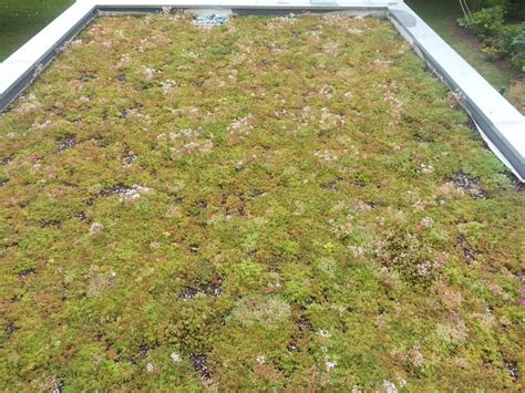 Végétalisation d une étanchéité sur une dalle béton à Griesheim Buck