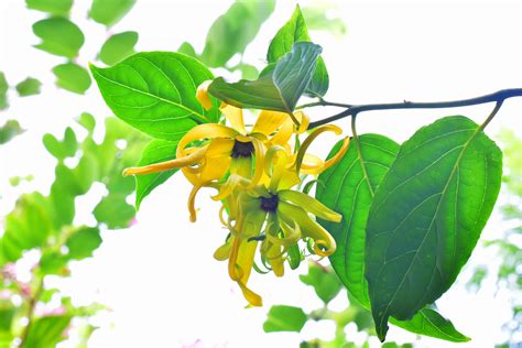 イランイラン【ylang Ylang】アロマオイルの効果＆効能、おすすめの精油の使い方は？ Aromadb