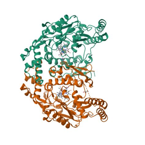 RCSB PDB 8FGK Structure Of Human Neuronal Nitric Oxide Synthase