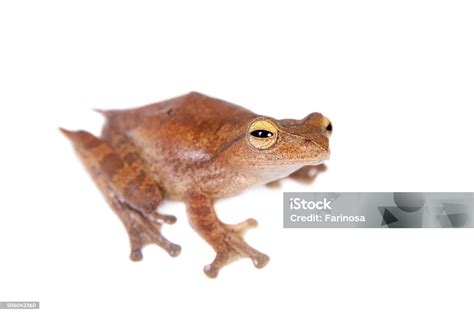 Rhacophorus Robertingeri Rare Species Of Flying Tree Frog On White