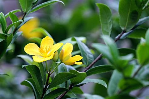 Hypericum Flowers Plant Free Photo On Pixabay