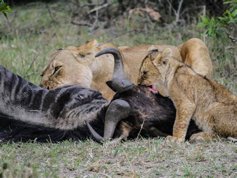 Lion Cubs The Ultimate Lion Cub Fact Guide