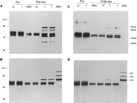 Detection Of Cap Proteins In Immunoprecipitations Using Rep Specific