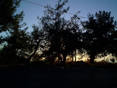 Trees Blocking Sunlight By Vonace On Deviantart