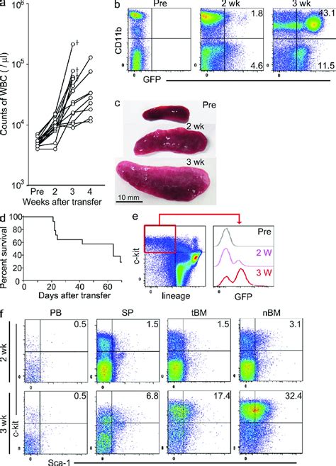 Cml Like Mpn Development In Immune Deficient Recipients Wt Download Scientific Diagram