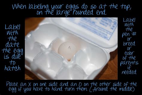 Archer S Acres Incubating And Hatching Eggs