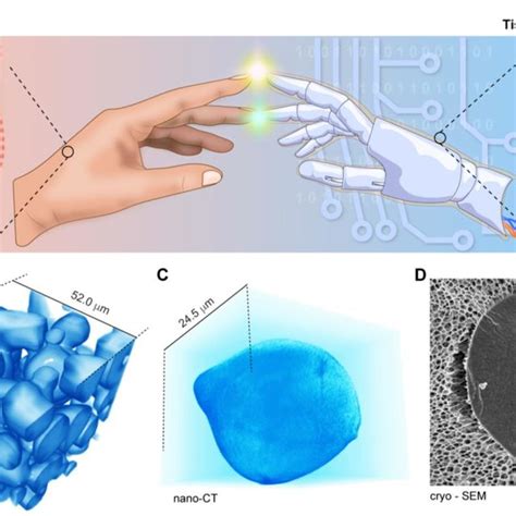 Pdf Dynamic And Programmable Cellular Scale Granules Enable Tissue