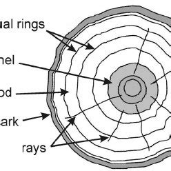 Cut Of A Heartwood Tree Trunk Download Scientific Diagram